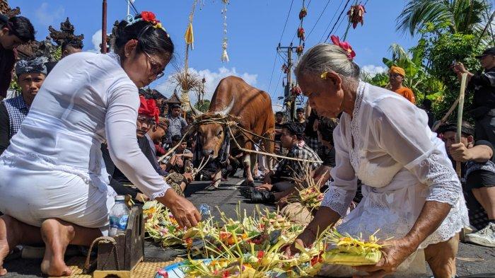 Antusiasme Warga Ikuti Tradisi Mejaga-jaga di Desa Adat Besang Kawan ...