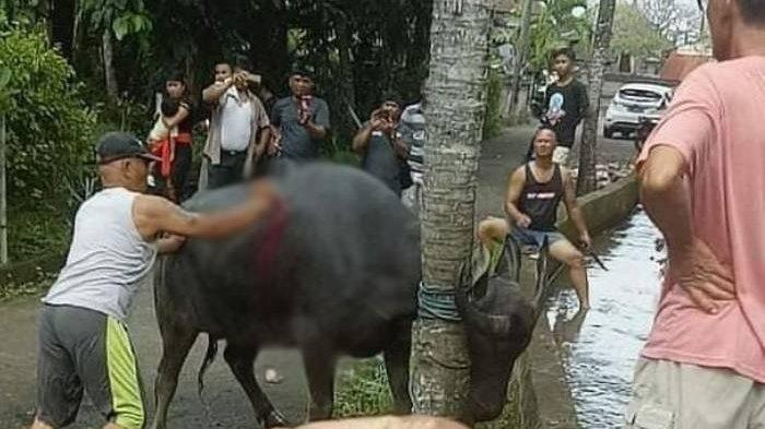 Nampah Kebo Jelang Hari Raya Galungan, Desa Pandak Gede, Tabanan, Bali, Potong Delapan Ekor ...