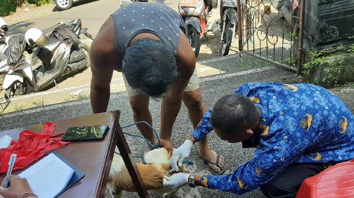 Vaksinasi Intensif Pasca Kera Positif Rabies di Pujungan Tabanan Bali ...