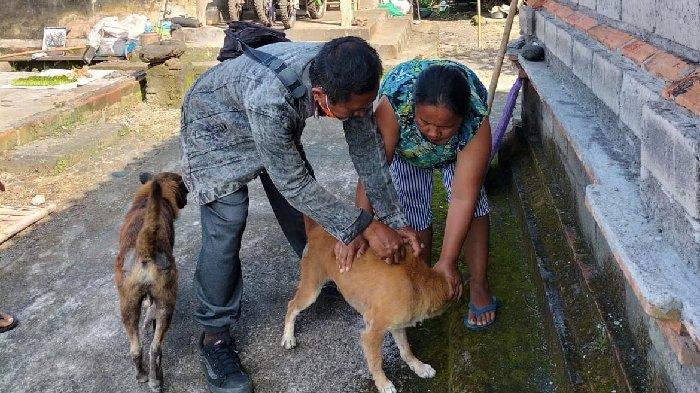 Sebanyak 4.910 Vial Vaksin Anti Rabies Disiapkan Ketika Ada Kasus ...