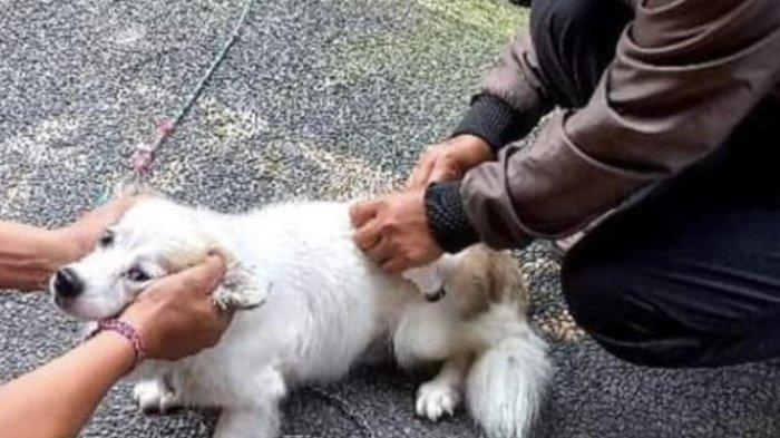 Sudah Capai 71 Persen, Vaksinasi Rabies Ditarget 80 Persen Akhir Tahun ...