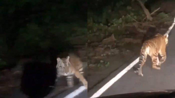 Heboh Bocah Diseret Harimau, Masuk Rumah Warga, Berikut Kronologi ... Heboh Bocah Diseret Harimau, Masuk Rumah Warga, Berikut Kronologi ...