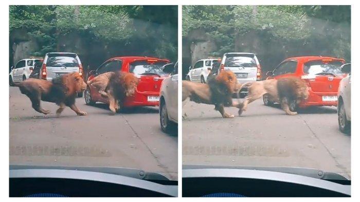 VIRAL! Video 2 Singa Tabrak Mobil Pengunjung Taman Safari Prigen ...