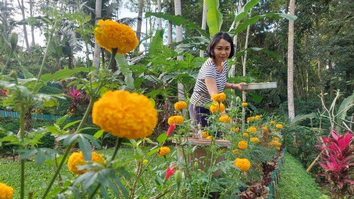 Jelang Purnama Kapat, Harga Bunga Gumitir Naik Pesat di Gianyar, Capai ...