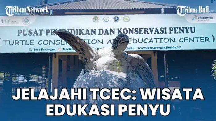 Jelajahi TCEC: Wisata Edukasi yang Membawa Anda Lebih Dekat dengan Penyu - Tribun-bali.com