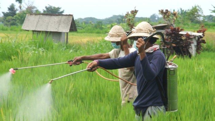 Tanaman Padi Menguning dan Layu, 1 Hektar Padi di Subak Penasan ...