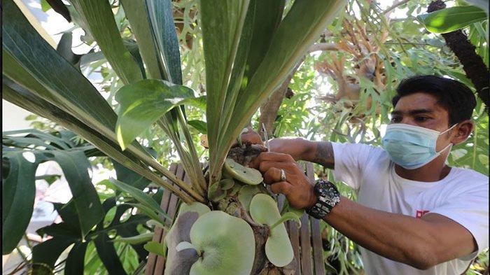 Agus Triyana Budidaya 10 Spesies Simbar, Jenis Papua dan Kalimantan ...