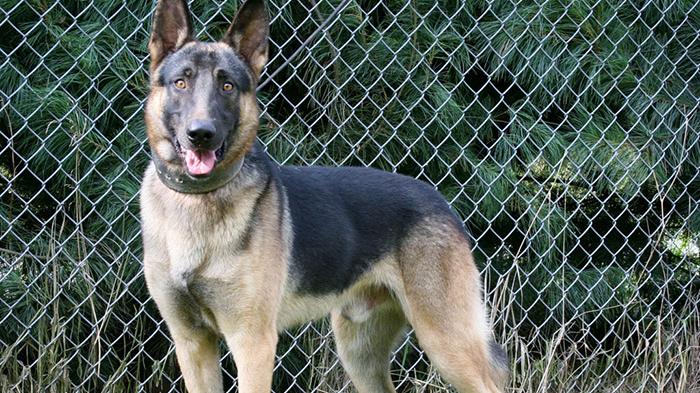 Selain Jadi Teman yang Menyenangkan, Ternyata Pelihara Anjing Miliki ...