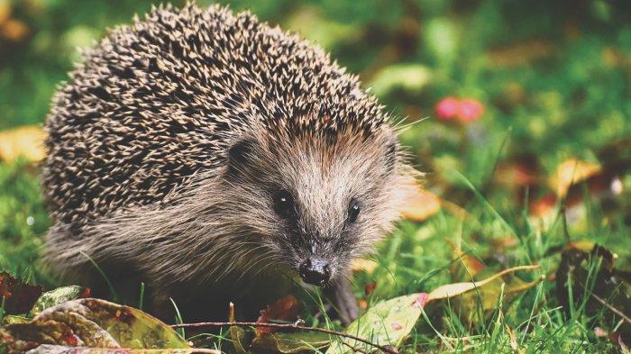 Arti Mimpi Membunuh Landak, Pertanda Saat Ini Anda Butuh Pertolongan ...