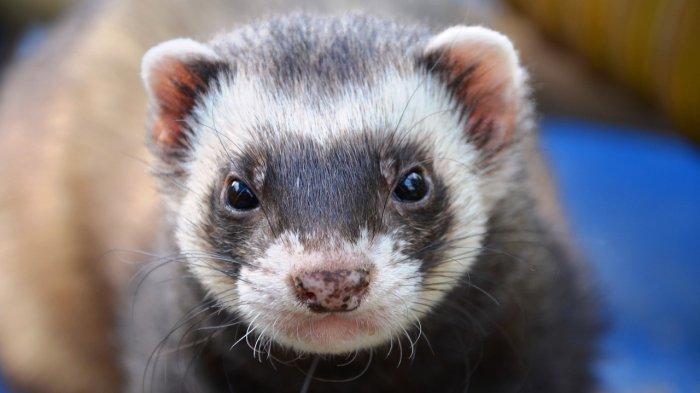 Arti Mimpi Berburu Musang, Gambaran Anda Adalah Sosok Tak Kenal ...