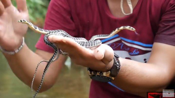 Begini Penjelasan Mengapa Baby Kobra Bisa Jauh Lebih Berbahaya dari ...
