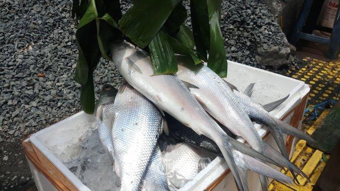 Dipercaya sebagai Menu Pembawa Hoki Pas Hari Imlek, Kenali 6 Ciri Segar Ikan Bandeng Ini ...