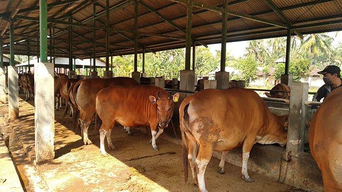 Pertahankan Kemurnian, Sapi dari Daerah Lain Tak Diizinkan Masuk Bali ...