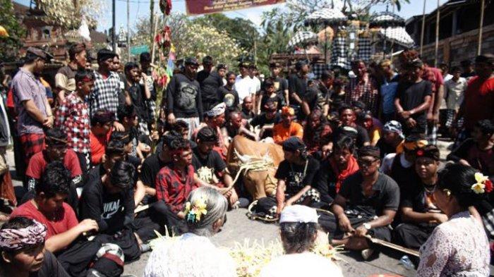 Cara Desa Adat Besang Kawan Tohjiwa Gelar Tradisi Mejaga-jaga - Tribun ...