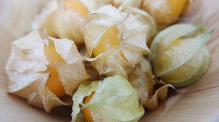 Populer dengan Nama 'Golden Berry', Buah Ciplukan Ternyata Punya Banyak ...