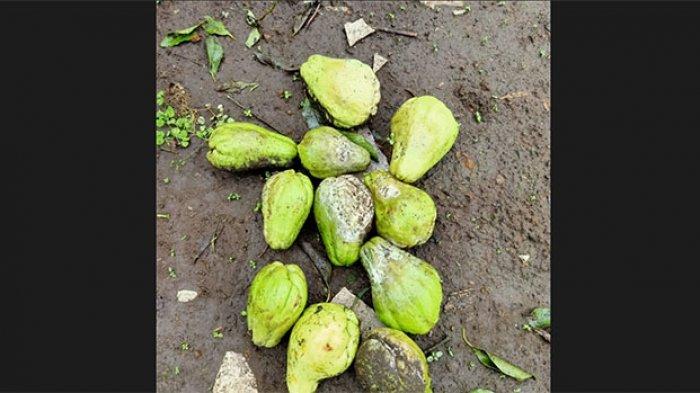 Hasil Pertanian Labu Siam di Desa Siakin Bangli Diserang Lalat Buah ...