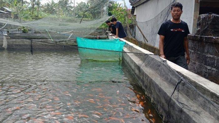 KISAH Inspirasi Wayan Pageh Jalani Budidaya Magot Siasati Harga Pakan ...