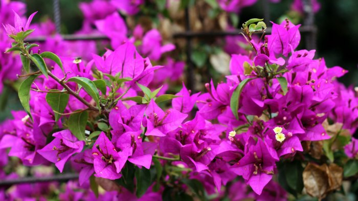 Manfaat Bunga Bougenvil Yang Mungkin Belum Kamu Ketahui, Yang Ke-7 ...