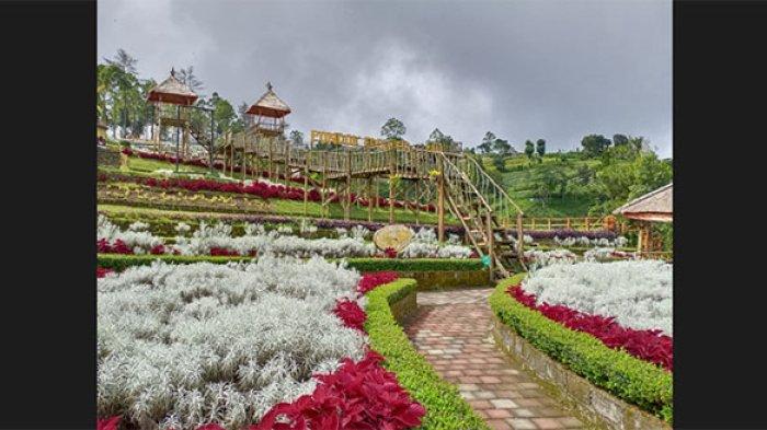 Harga Bunga Kasna di Karangasem Anjlok, Petani Memanen Bertahap untuk ...