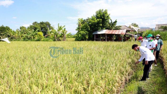 Upaya Pertanian Organik, Pemkab Klungkung Demplot Padi dengan Pupuk ...