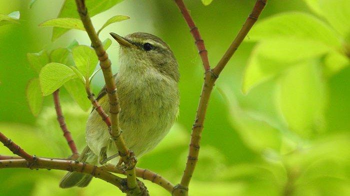 Meskipun Mungil, Burung Ini Mampu Terbang Belasan Ribu Kilometer ...