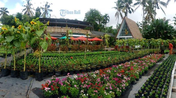 Cafe Kebun, Hidden Gem di Hutan Bambu Penglipuran, Tempat Nongkrong ...