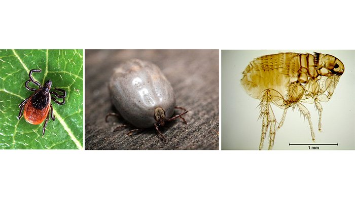 Kutu Anjing dan Kucing, Jangan Anggap Sepele! - Tribun-bali.com