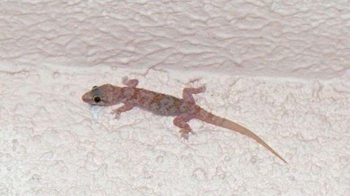 12 Arti Mimpi Cecak, Mulailah Untuk Hidup Hemat, Diramalkan Akan ...