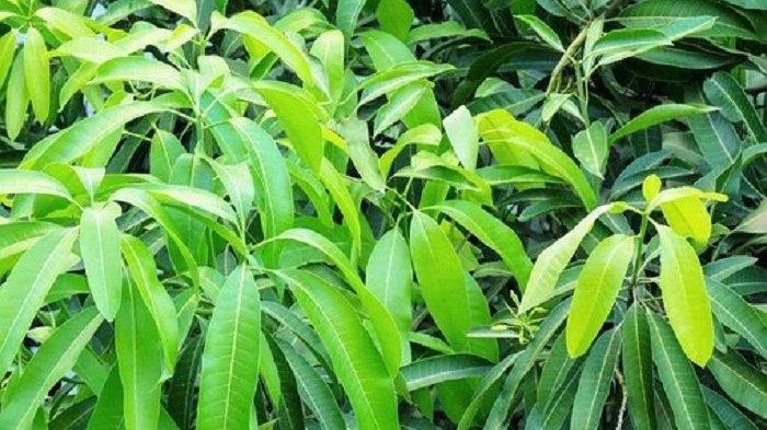 Obati Diabetes dengan Bahan Alami, Salah Satunya Gunakan Daun Mangga ...