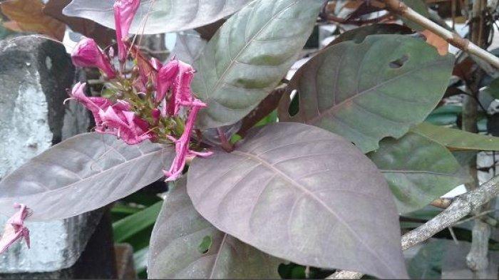 Usada Bali, Daun Temen Dapat Atasi Susah Buang Air Besar Hingga Dapat ...