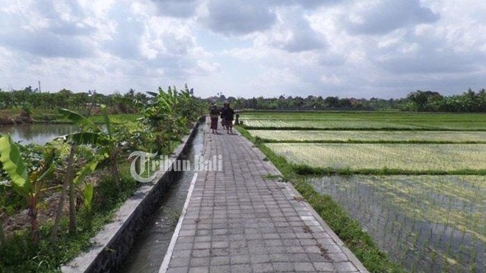 Desa Adat Peguyangan Lestarikan Sawah Melalui Ekowisata Subak Sembung ...