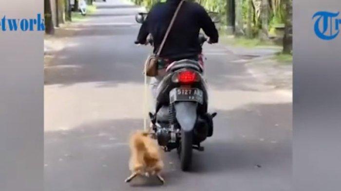 Seret Anjing dengan Motor di Denpasar, EL Terancam 3 Bulan Penjara ...