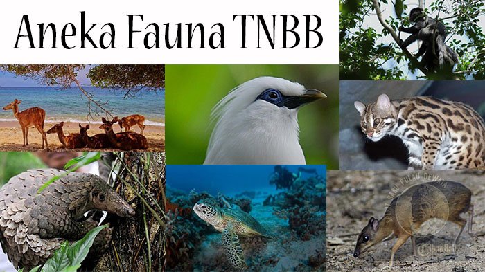 Kamu Wajib Tahu! Inilah 13 Fauna yang Hidup di Taman Nasional Bali ...