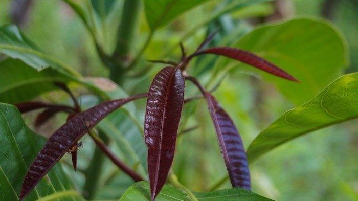 Ini Manfaat Mengonsumsi Daun Mangga untuk Kesehatan, Obati Asma hingga ...