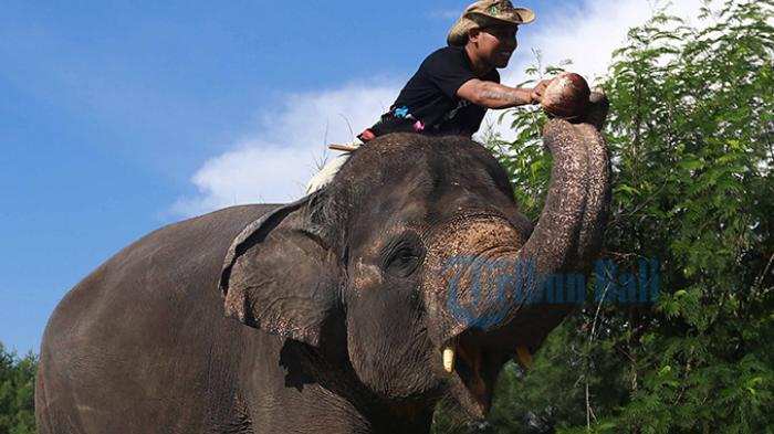 Pertanda Baik! 13 Arti Mimpi Gajah, Dalam Waktu Dekat Akan Ada Kabar ...
