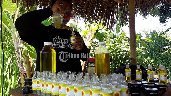 Gede Setiawan Olah Biji Bunga Matahari Jadi Minyak, Berkhasiat untuk ... Gede Setiawan Olah Biji Bunga Matahari Jadi Minyak, Berkhasiat untuk ...