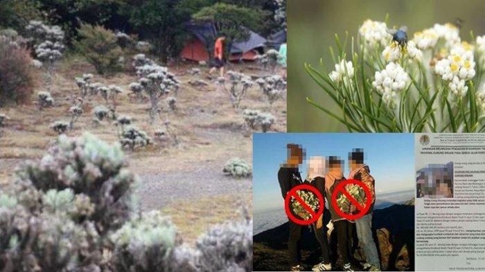 Bunga Edelweis dan 10 Fakta di Baliknya, Dilindugi Undang-Undang ...