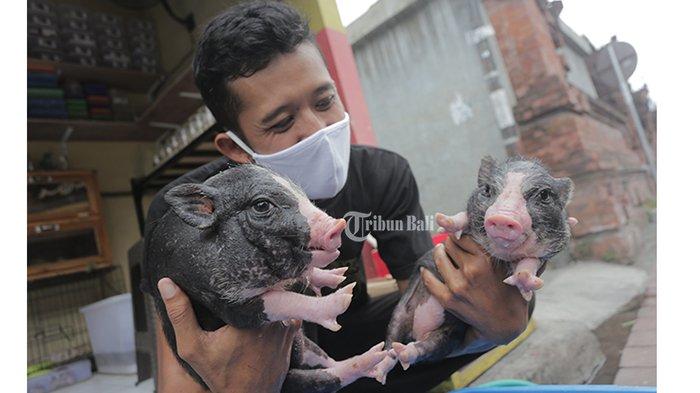 Jadi Tren di Luar Negeri, Hewan Peliharaan Micro Pig Kini Mulai ...