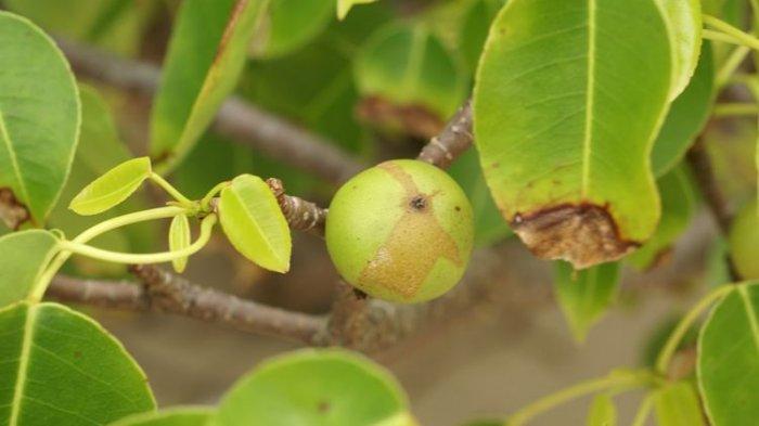 Mengenal Pohon Kematian, Poison Guava Pohon Paling Beracun di Dunia ...