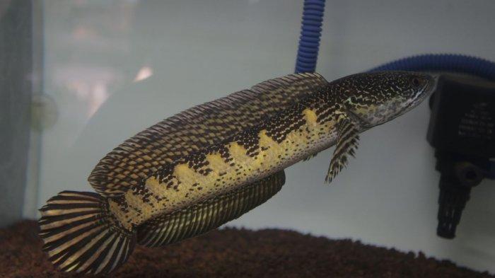 Mengenal Ikan Channa Alias Si Gabus Hias, Booming Berkat Kecantikannya ...