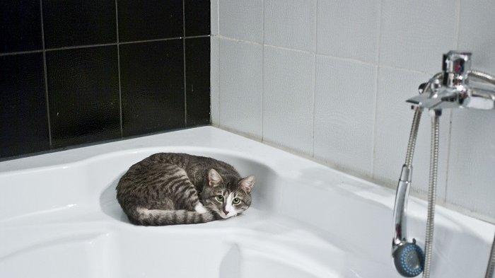 TIPS Memandikan Kucing yang Takut Air Secara Aman - Tribun-bali.com