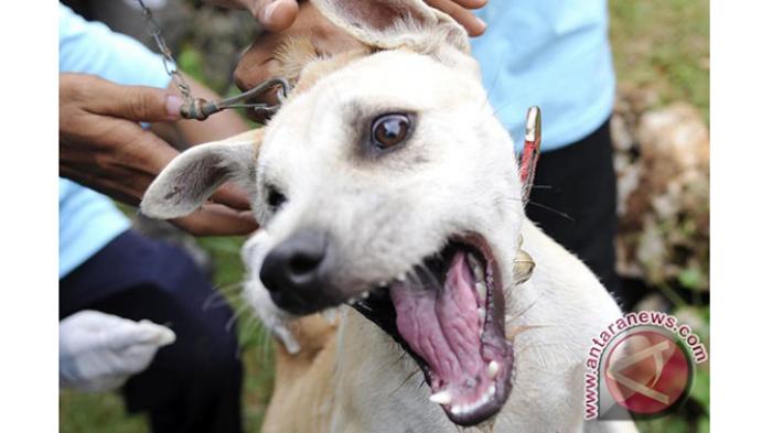 ANJING LIAR Gigit Delapan Warga di Banjar Selat Tengah, Simak Beritanya ...