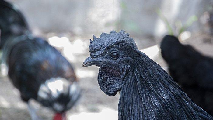 Arti Mimpi Dapat Ayam Hitam Pertanda Fase Baru, Memulai Hubungan Baru ...