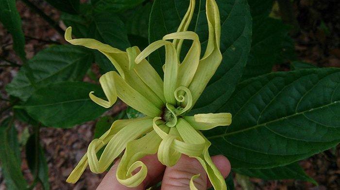 Arti Mitos Bunga Kenanga, Penangkal Santet hingga Bikin Enteng Jodoh ...