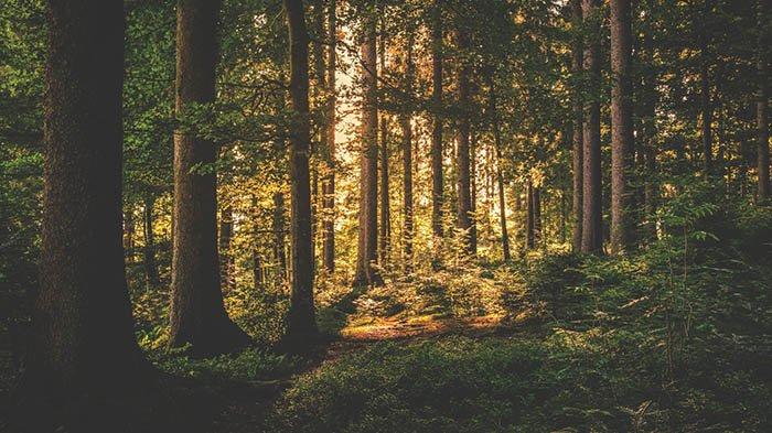 Enam Desa di Buleleng Ajukan Pengelolaan Hutan Desa - Tribun-bali.com