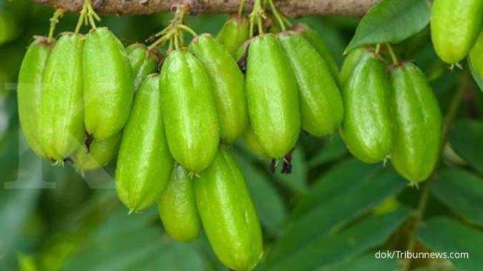 7 Manfaat Belimbing Wuluh untuk Kesehatan, Obati Sariawan hingga Batuk - Tribun-bali.com