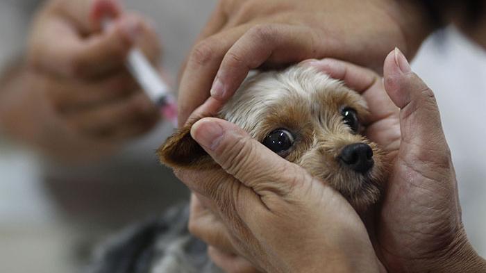 Sterilisasi Gratis Untuk Anjing di Bali, Silakan Datang ke Sini ...