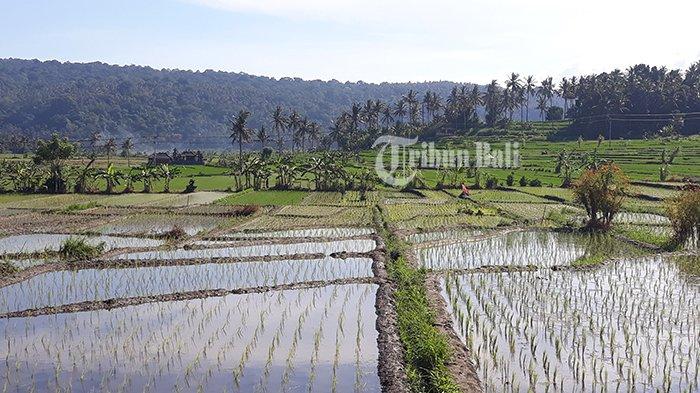 Subak - TribunnewsWiki.com