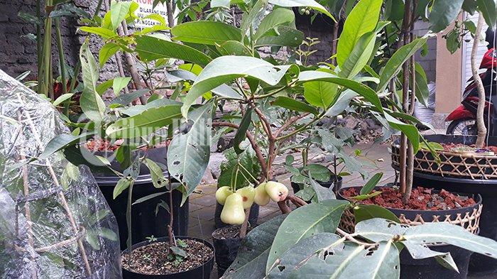 Mau Punya Tanaman Berbuah di Luar Musimnya? Begini Tipsnya - Tribun ...