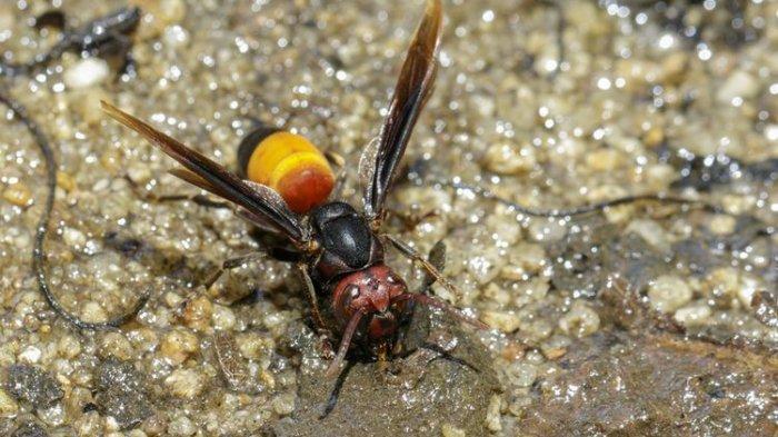 Cara Mengatasi Benjolan Akibat Disengat Tawon Dengan Bahan Alami ...
